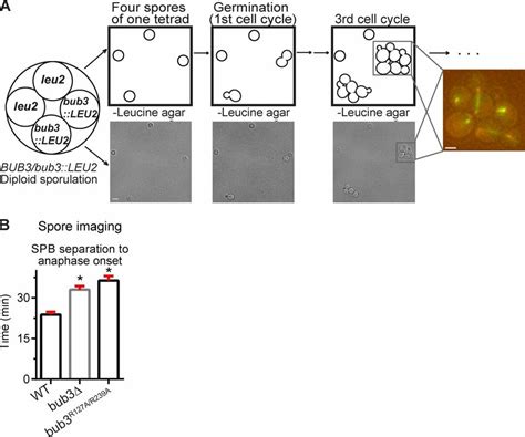 Newly Germinated Euploid Bub3Δ And Bub3r127ar239a Cells Are Delayed In Download Scientific