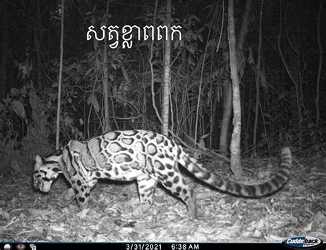 កូនសត្វ ខ្លា ៨ ប្រភេទ កំពុង បង្ហាញ វត្ត មាននៅ ក្នុង ប្រទេស កម្ពុជា Koh Santepheap Daily