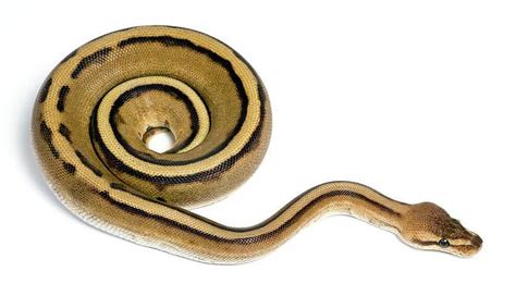 Regius Art Fine Art America