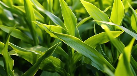 Stunning Close Up Of Corn Plant Revealing Striking Contrasting Leaf Texture Background Corn