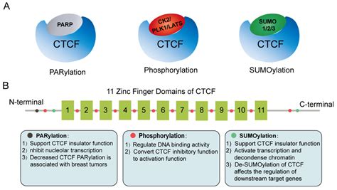 Genes Free Full Text Ctcf And Its Partners Shaper Of 3d Genome