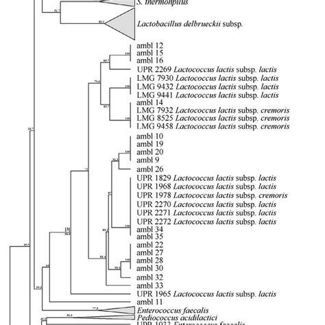 Upgma Dendrogram Derived From P1 Rapd And Gtg 5 Rep Pcr Fingerprinting