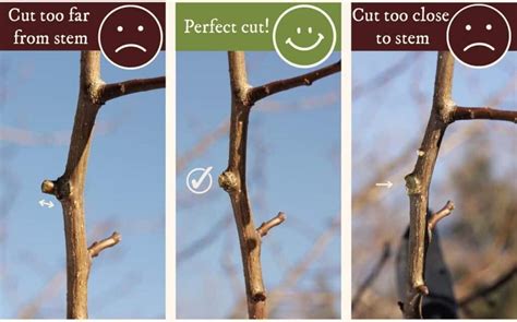 How To Prune Standard Size Pear And Apple Trees Hardy Fruit Tree Nursery