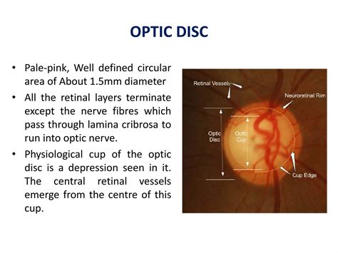 Anatomy And Physiology Of Retina Pptx