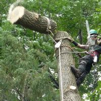 Tree Removal Ottawa Hedge Trimming Pruning Crowe Tree And Hedge