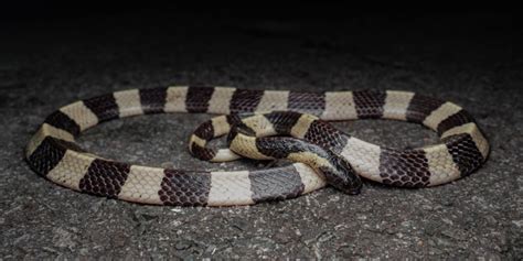 Photographer Captures Pictures Of Rare Venomous Banded Krait At Pulau Ubin