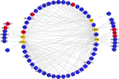 the tf target regulatory network of differentially expressed mrnas