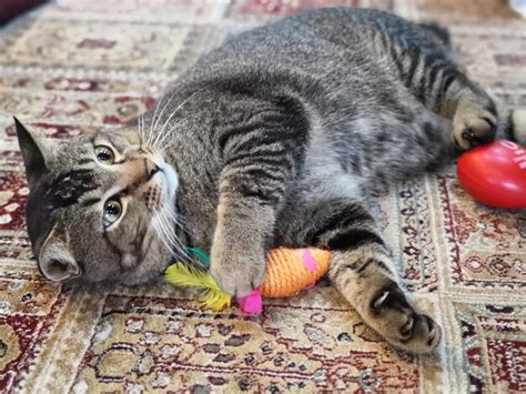 Premium Photo Close Up Portrait Of A Cat Playing With Toys