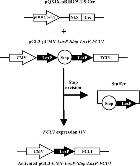 Schematic Illustration Of The Modified Cre Loxp Pcmv Stop Fcu1 System Download Scientific