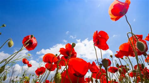 Como Criar Um Fundo De Tela 4k Para Pc E Dispositivo Móvel Com Minhas