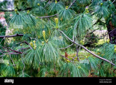 Evergreen Trees In Afghanistan At Madalyn Hartley Blog
