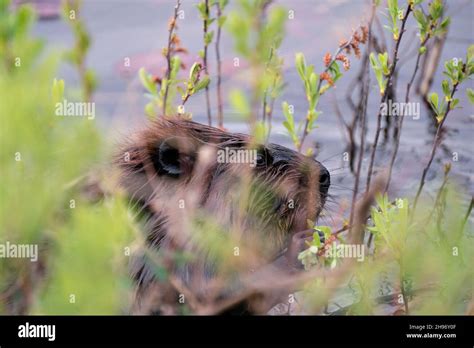 Beaver Close Up Profile Side View Head Shot With Water And Water Lily