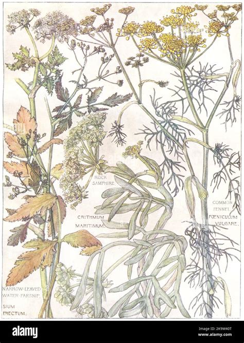 Parsley Umbelliferae Rock Samphire Fennel Narrow Leaved Water