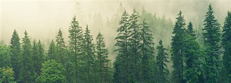 Routing Protocol Implementation Evaluation In Fat Trees Apnic Blog