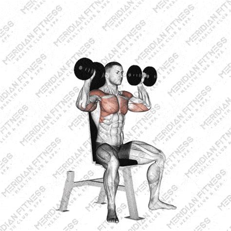 Dumbbell Shoulder Press Benefits Proper Form And Best Variations