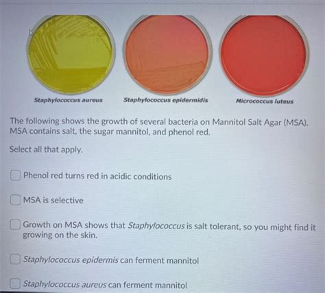 Solved Staphylococcus Aureus Staphylococcus Epidermidis