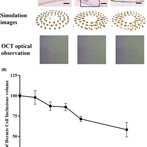 Re‐epithelialization In Reconstructed Skin A Immunofluorescence