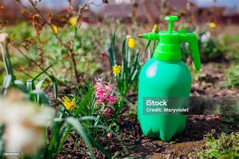 Close Up Of Atomizer Spraying Rose With Fungicide Insecticide In Spring