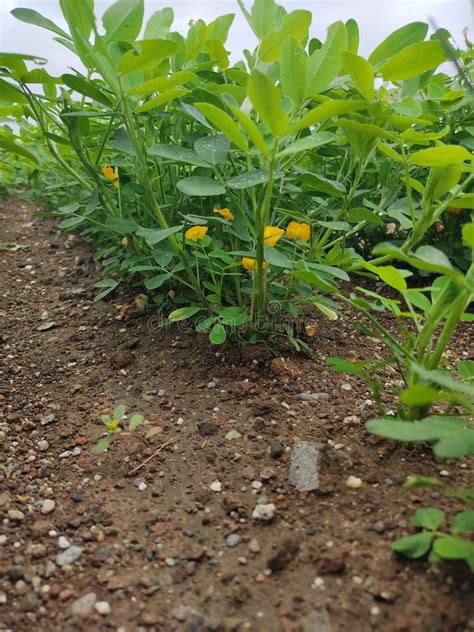 Close Up Low Angle View Of Peanut Plants Arachis Hypogaea Growing In