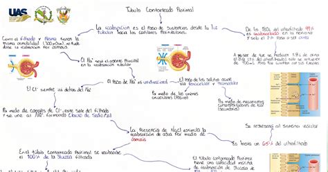 Blog De Fisiología Médica De Evelyn Rodríguez Salinas Iv 7 2024 2025