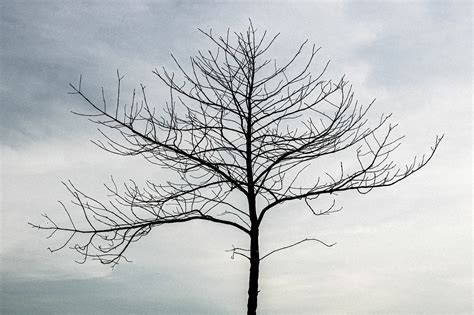 Tree Nature Outdoors Free Photo On Pixabay Pixabay Tree Nature Outdoors Free Photo On Pixabay Pixabay