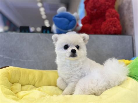 포메라니안 루이 치와와키우는방법 코카스파니엘키우는방법 폼스키키우는방법 폼치키우는방법 폼피츠키우는방법 푸숑키우는방법 노르웨이숲키우는방법 뱅갈키우는방법 샴키우는방법 셀커크렉스