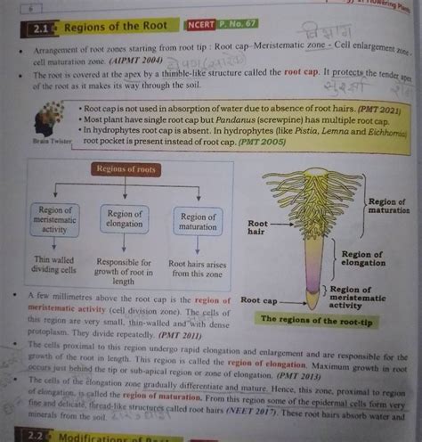 6 21 Regions Of The Root Ncert P No67 Arrangement Of Root Zones Star