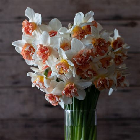 Narcissus Candy Princess Floret Library