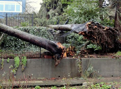 Danger Garden More From The Sidewalks Of NE Portland