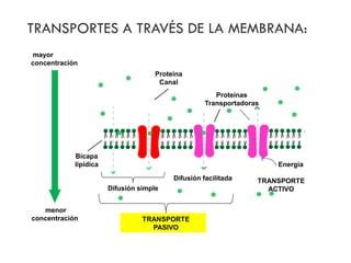 Membrana Plasmatica Y Mecanismos De Transporte Pdf