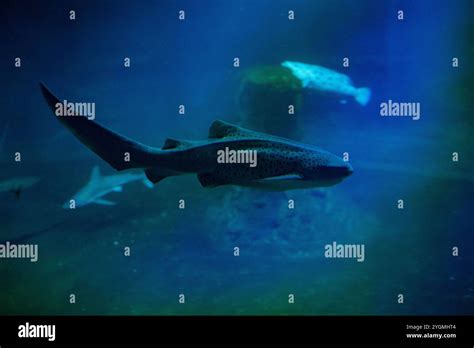 The Leopard Shark Known For Its Distinctive Spotted Pattern And Sleek