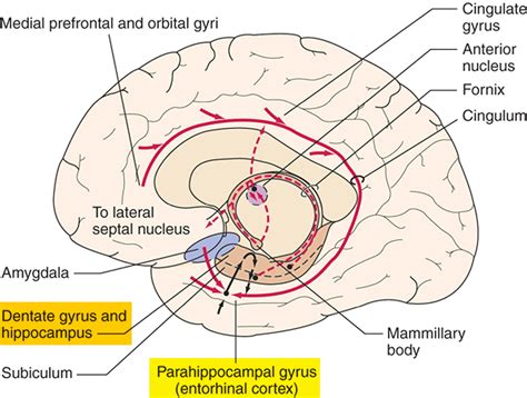 Entorhinal Cortex