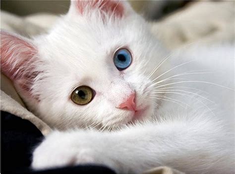 My Cat Has Two Differend Eye Colours Raww