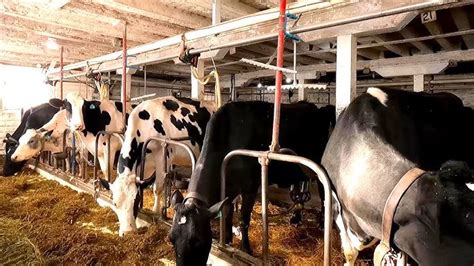 Dairy Farm Milking
