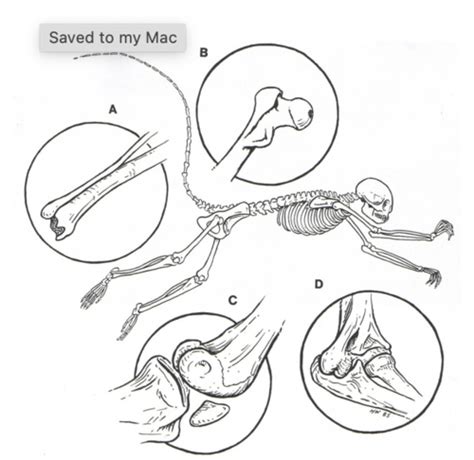 Morphology Anthropoid Evolution Flashcards Quizlet