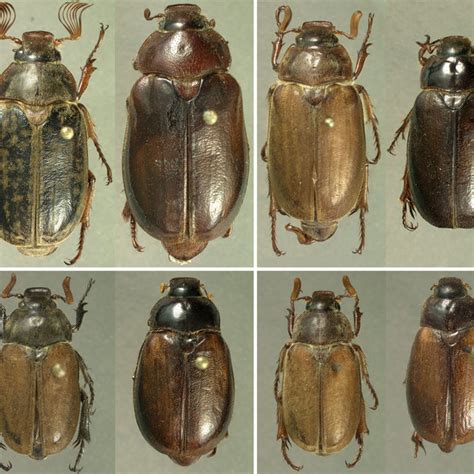 Polyphylla Spp Head And Pronotum Males On Left Females On Right
