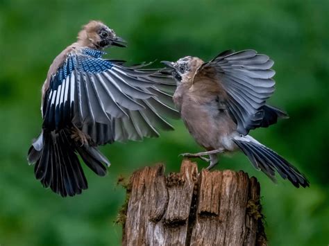 英国苏格兰松鸦争夺食物 张开翅膀大打出手 搜狐大视野 搜狐新闻