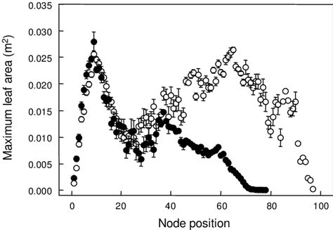 Mean Maximum Areas For Each Leaf At The Different Node Positions Along Download Scientific