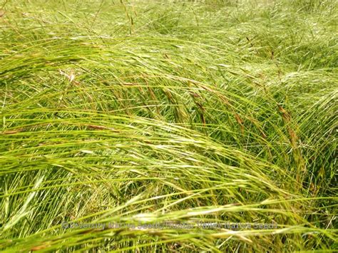 Diversity Native Seeds Blog Archive Microleana Stipoides Weeping Grass