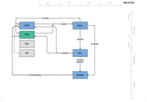 Schematic For The Mri Npzd Model See Figure Caption For Details Download Scientific Diagram