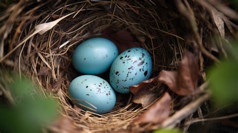 세 개의 파란색 알은 둥지에 앉아 파랑새의 알 사진 달걀 배경 일러스트 및 사진 무료 다운로드 Pngtree