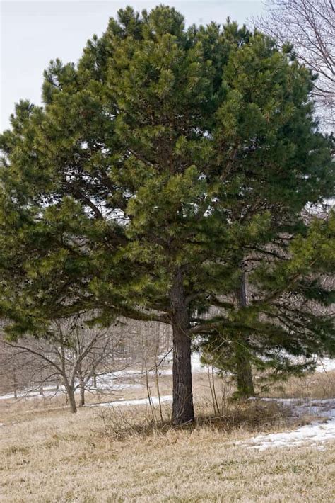 Different Types Of Pine Trees In Ohio With Pictures Different Types Of Pine Trees In Ohio With Pictures