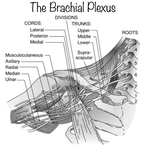 Brachial Plexus Cadaver Labeled Axilla And Arm Clinical Tree