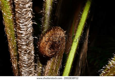 Photo Flashes Large Fern Roller Cane Stock Photo Shutterstock