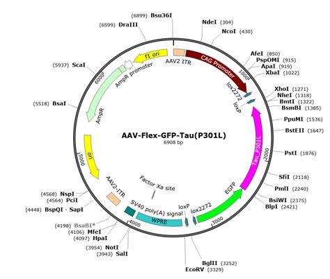 Aav9 Cag Flex Gfp Taup301l — Cre Dependent Gfp‑tau Flexdio