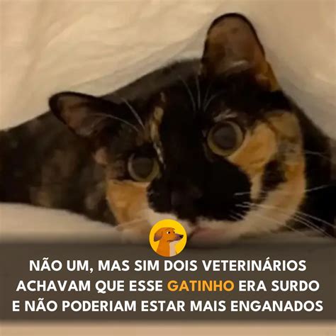 Catioro Wren Yoder Adotou Em Abril De 2024 Uma Filhote Chamada Puddles E Desde O Início