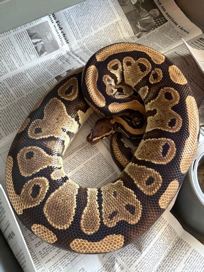 Huge Triple Het Ball Python By Hudson River Reptiles