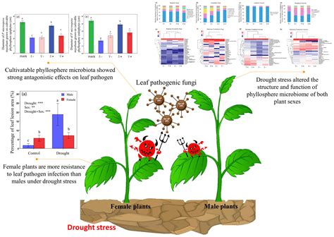 Drought Stress‐mediated Differences In Phyllosphere Microbiome And