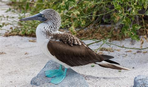 Blue Footed Booby Facts Distribution And Population Biodb