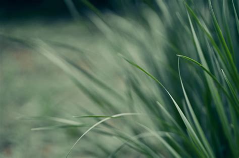 여름에는 정원의 푸른 잔디의 자연 봄 배경으로 사용되는 식물의 천연 녹색 잎 환경 생태 또는 녹색 벽지 근거리 초점에 대한 스톡 사진 및 기타 이미지 Istock